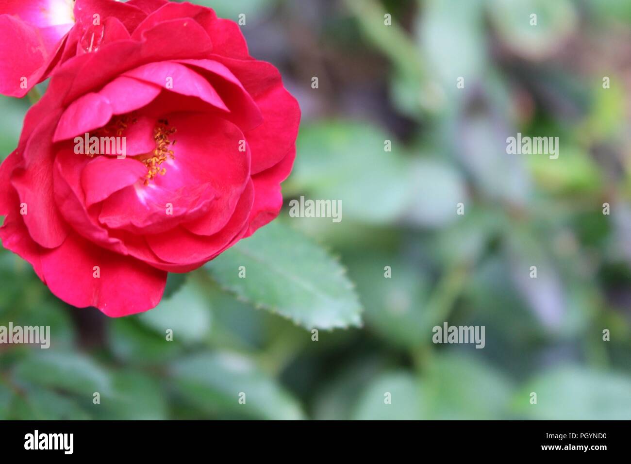 Botany photography hi-res stock photography and images - Alamy