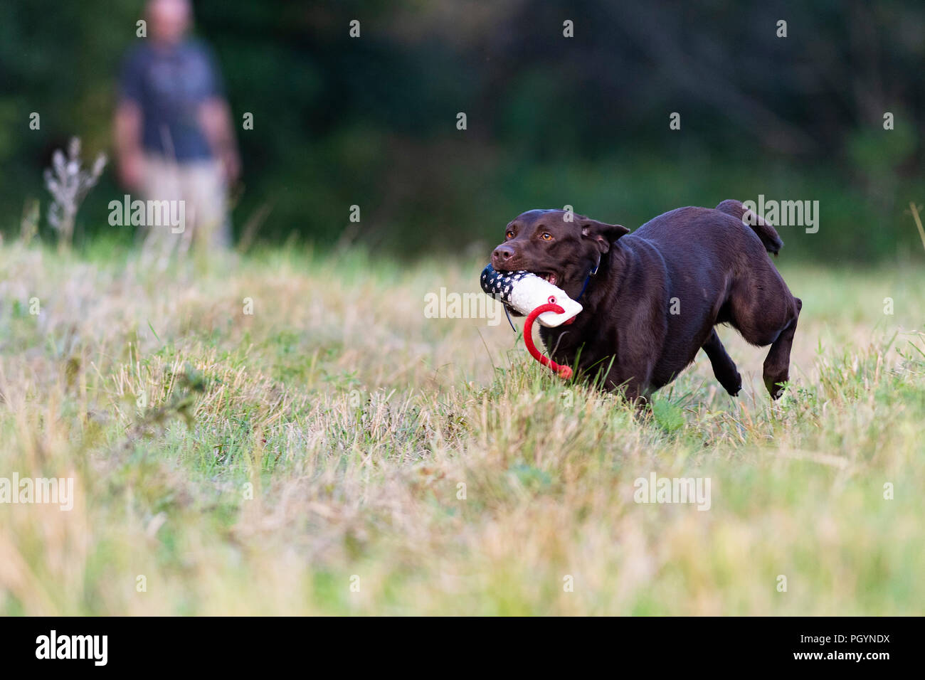 A Chocolate Labrador Retreiver training for hunting season on a late ...