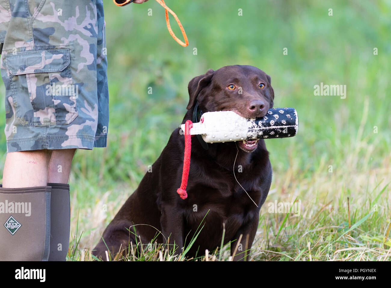 A Chocolate Labrador Retreiver training for hunting season on a late ...