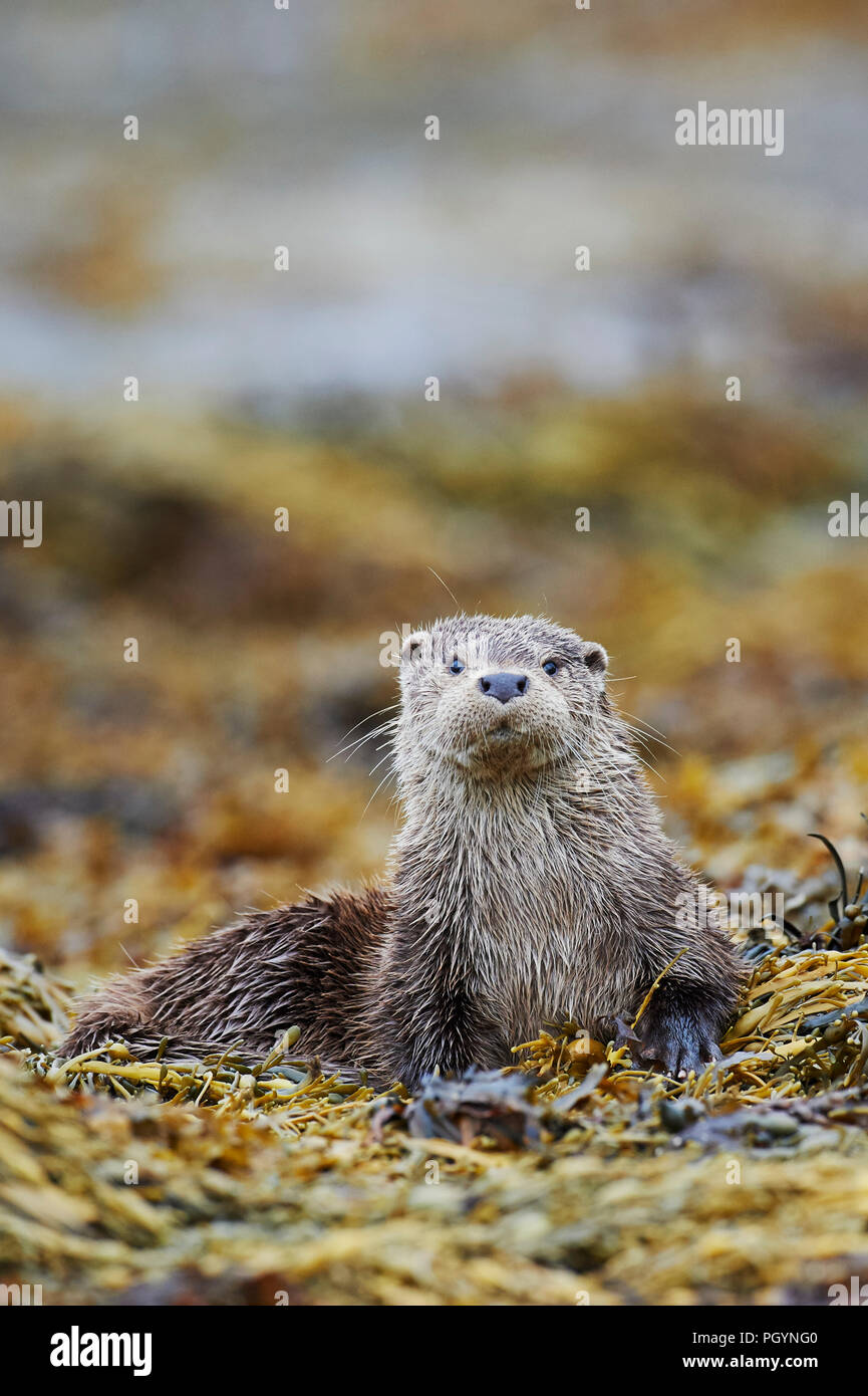 Uk otter close up hi-res stock photography and images - Alamy
