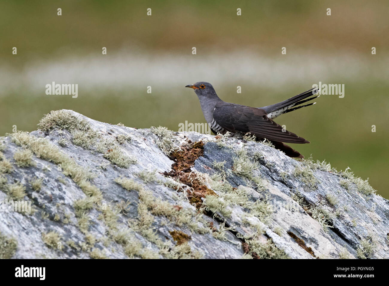 Cuckoo, cuculus canorus, UK Stock Photo - Alamy