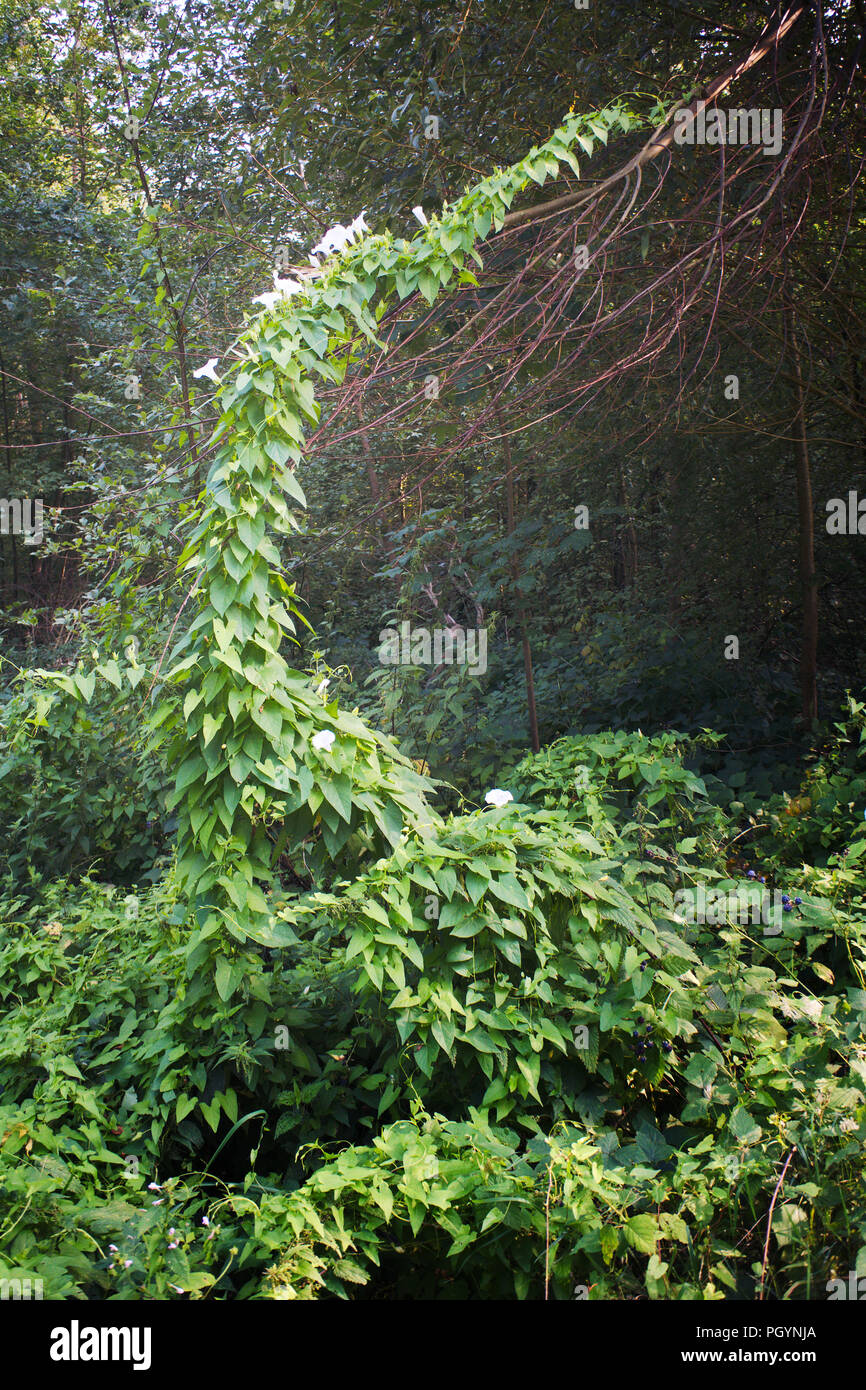 Bindweed vines overgrowing a tree Stock Photo - Alamy