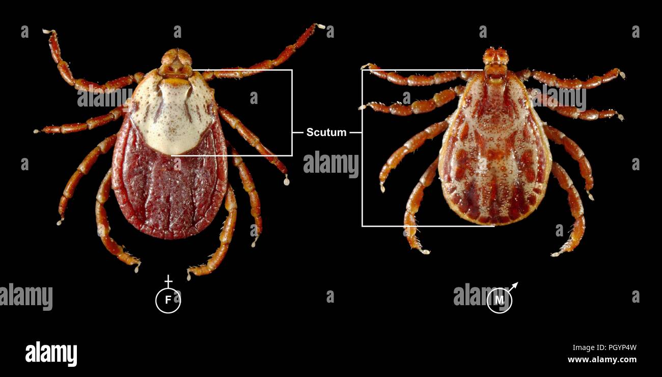 Dorsal view of a female and male Rocky Mountain wood tick (Dermacentor ...