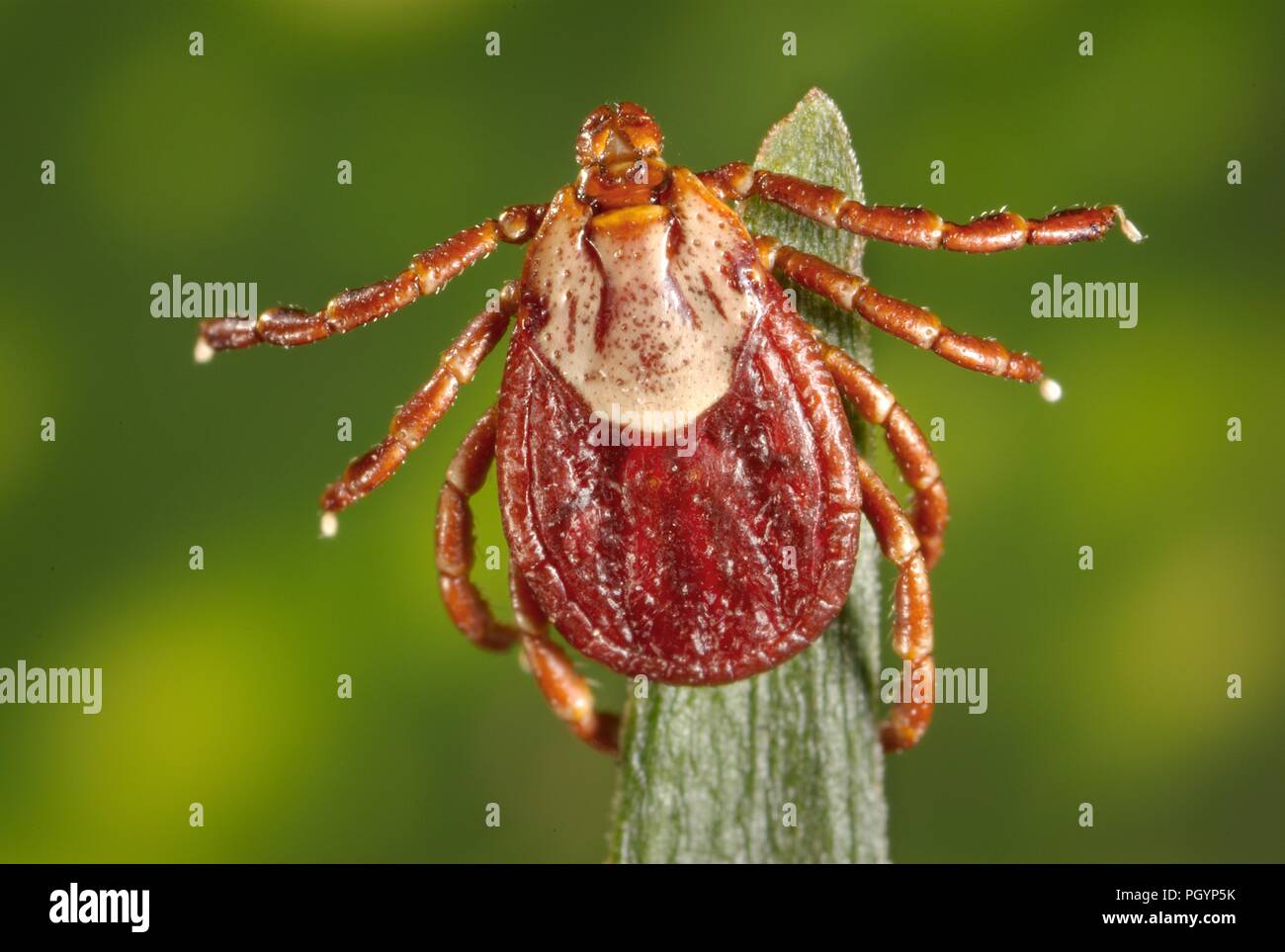 Photograph showing the dorsal view of a brown and cream colored, female ...