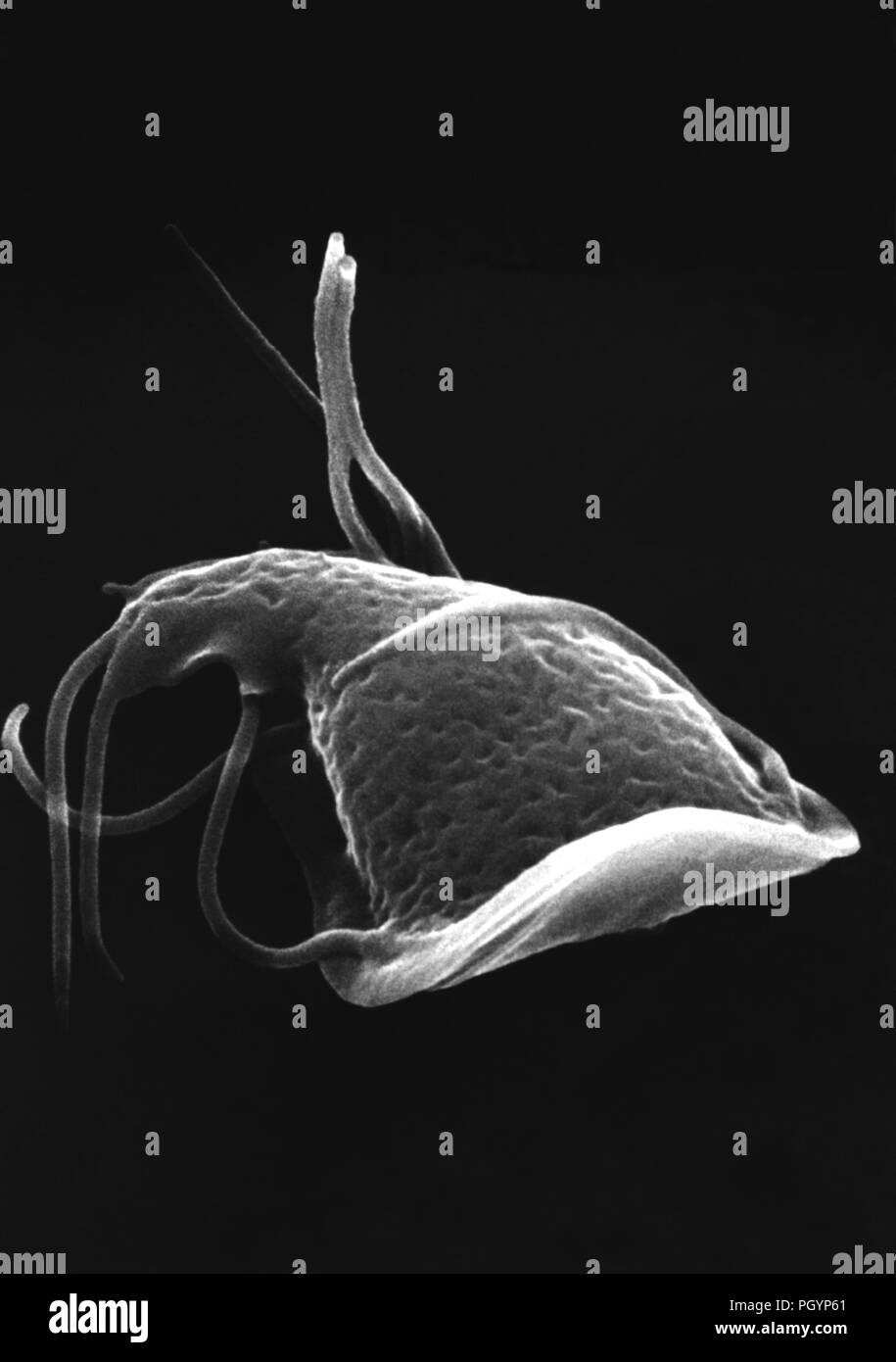 Parasite Electron Microscope