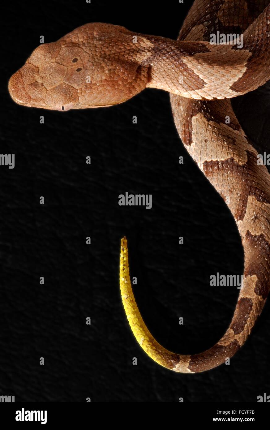 Photograph showing a close-up, birds-eye view, of the brown and tan ...