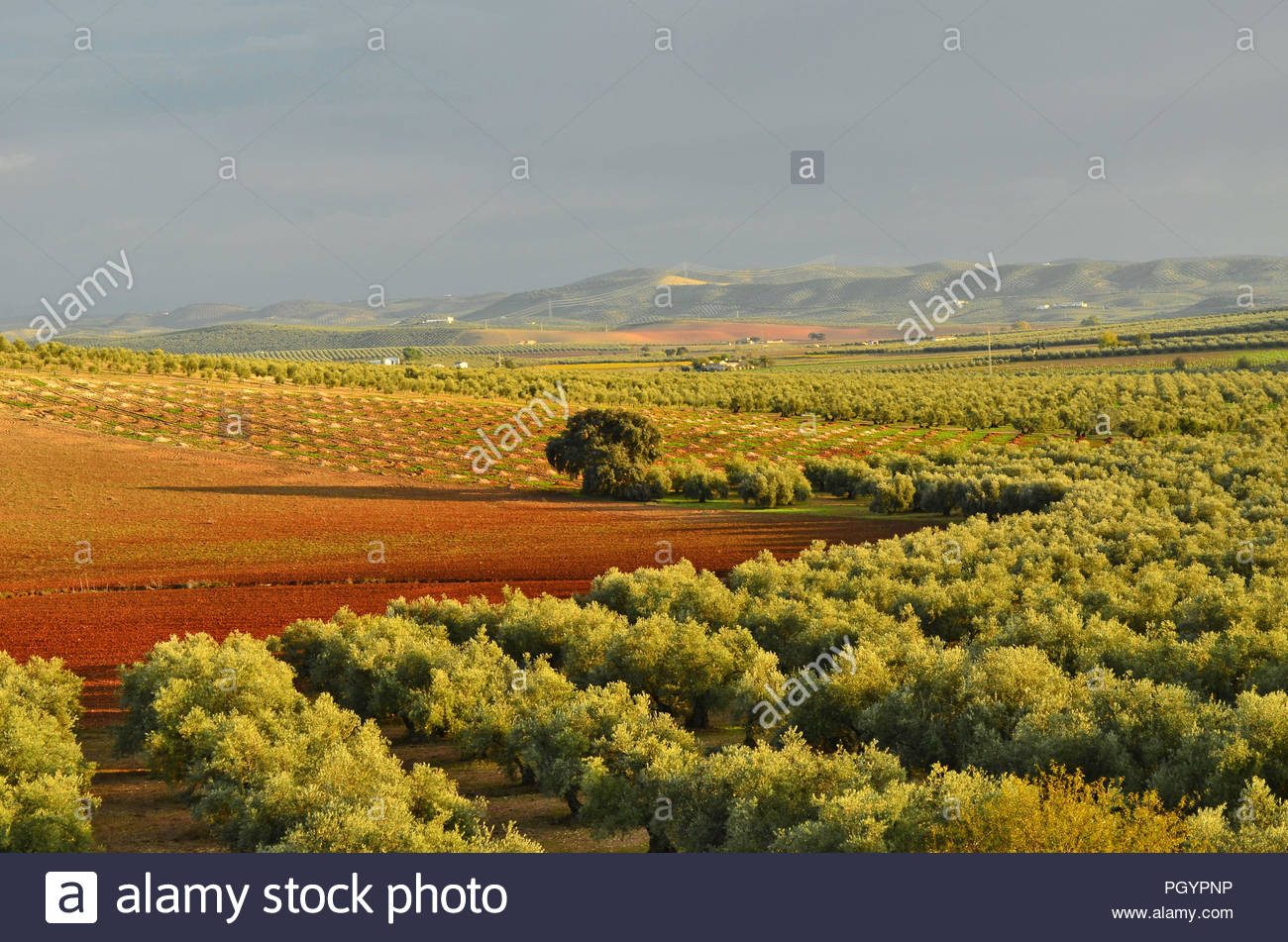 Olive Trees Spain Stock Photos & Olive Trees Spain Stock Images - Alamy