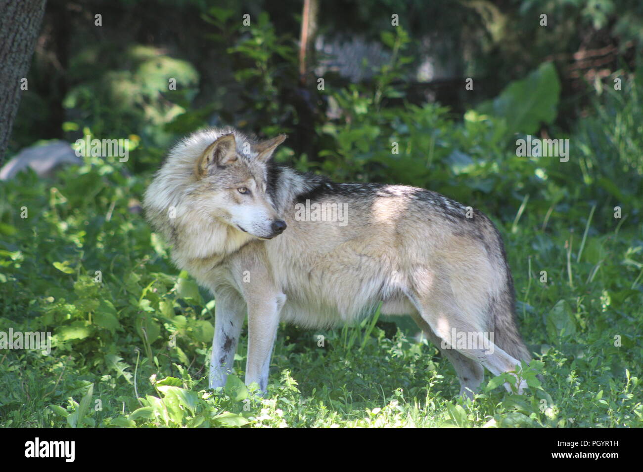 Jungle book wolf hi-res stock photography and images - Alamy