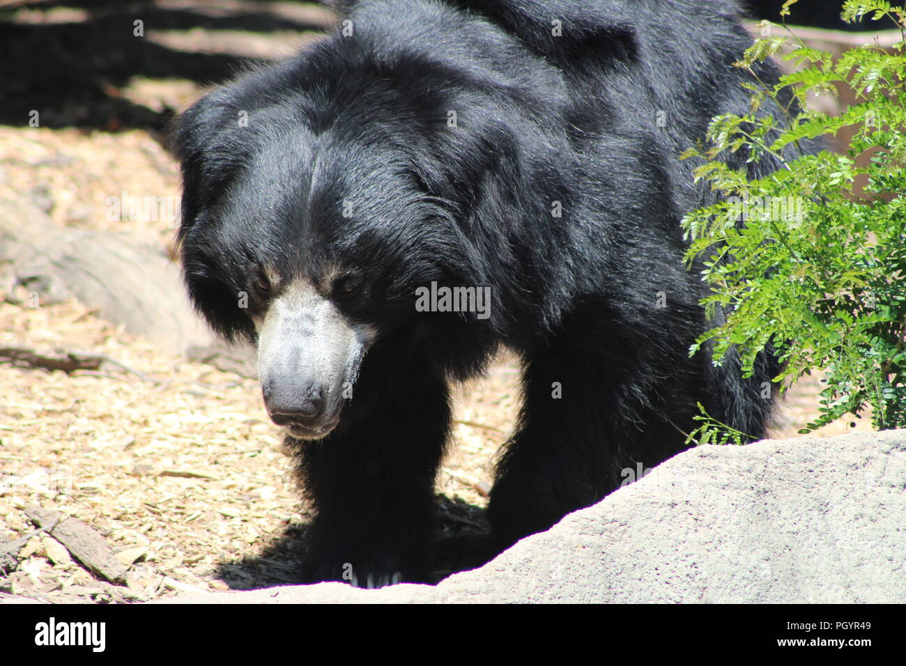 Jungle book baloo hi-res stock photography and images - Alamy