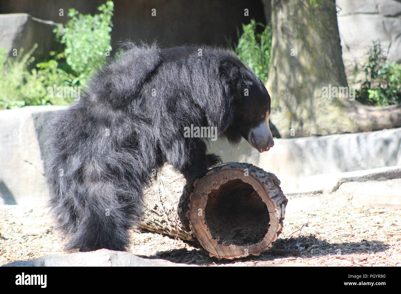 Baloo the bear hi-res stock photography and images - Alamy