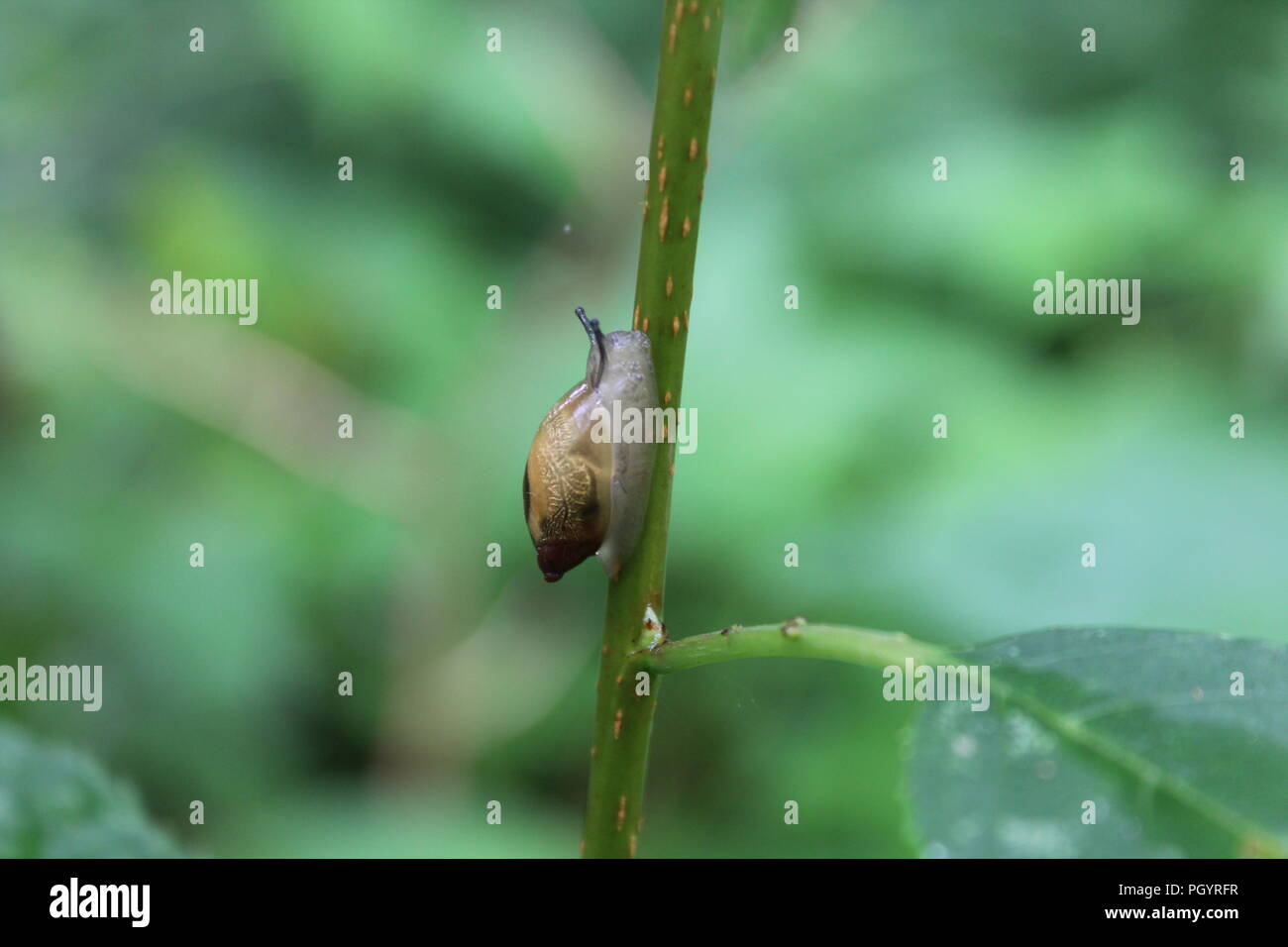 Common amber snail hi-res stock photography and images - Alamy