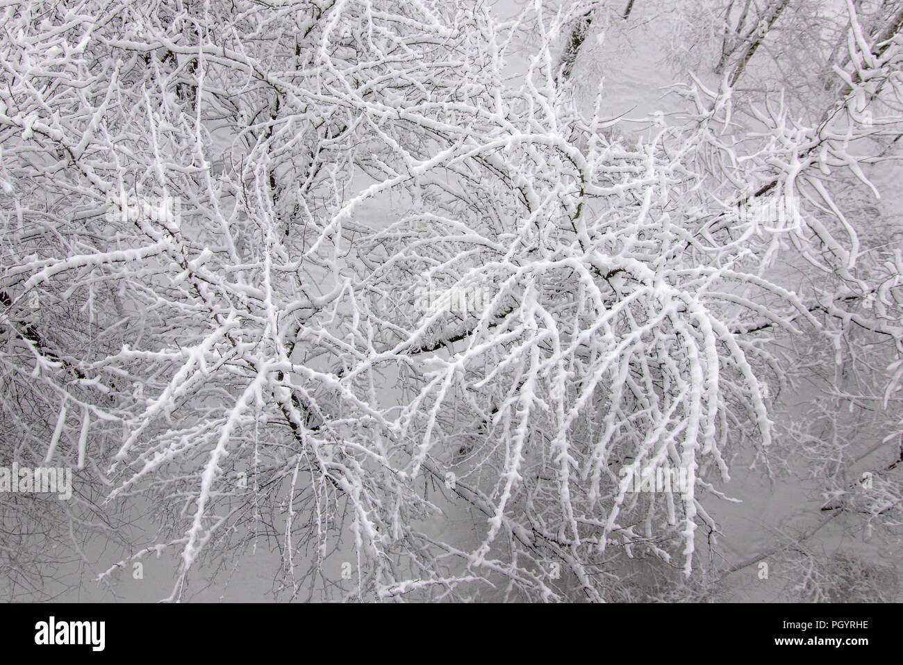 Snowy tree branches in forest after winter snowfall Stock Photo - Alamy