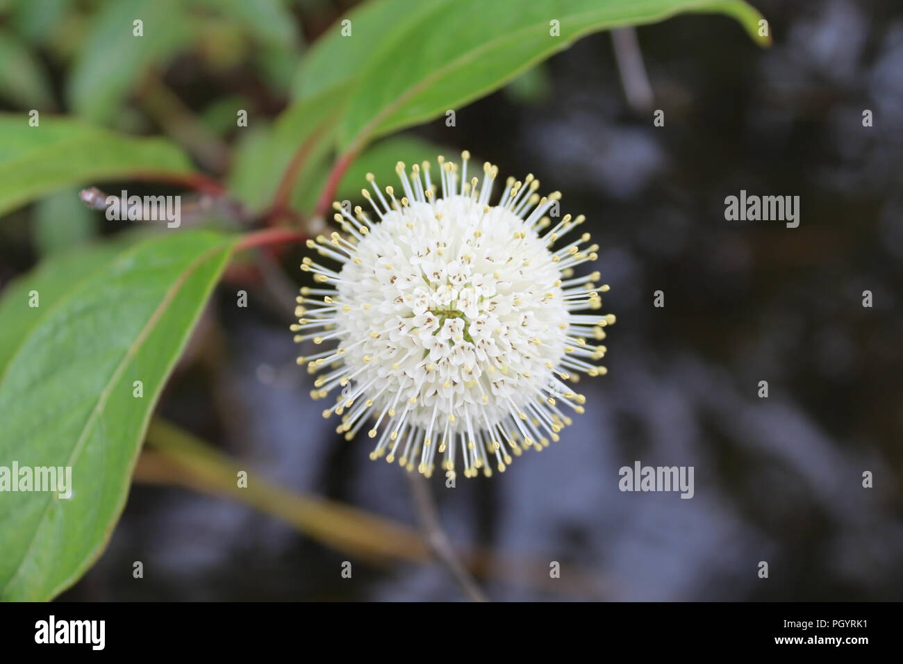 Perennials flower hi-res stock photography and images - Alamy