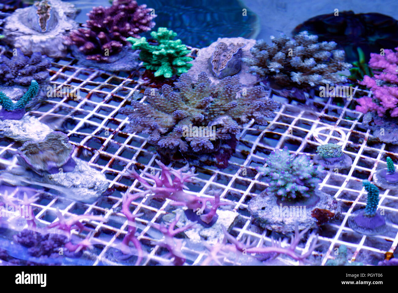 A coral farm: corals were grown under artificial sunlight on plastic ...