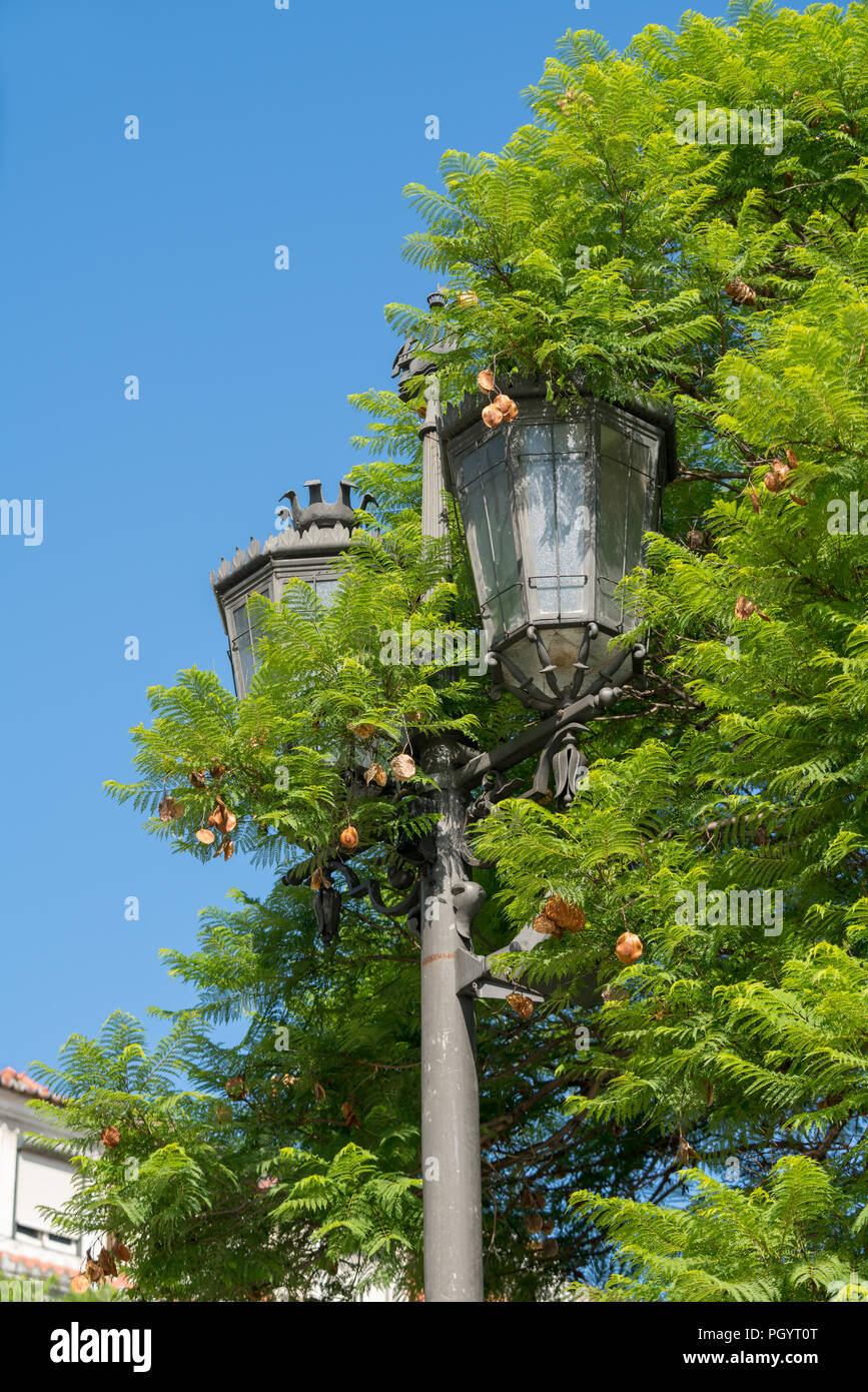 Beautiful light tree lamp hi-res stock photography and images - Alamy