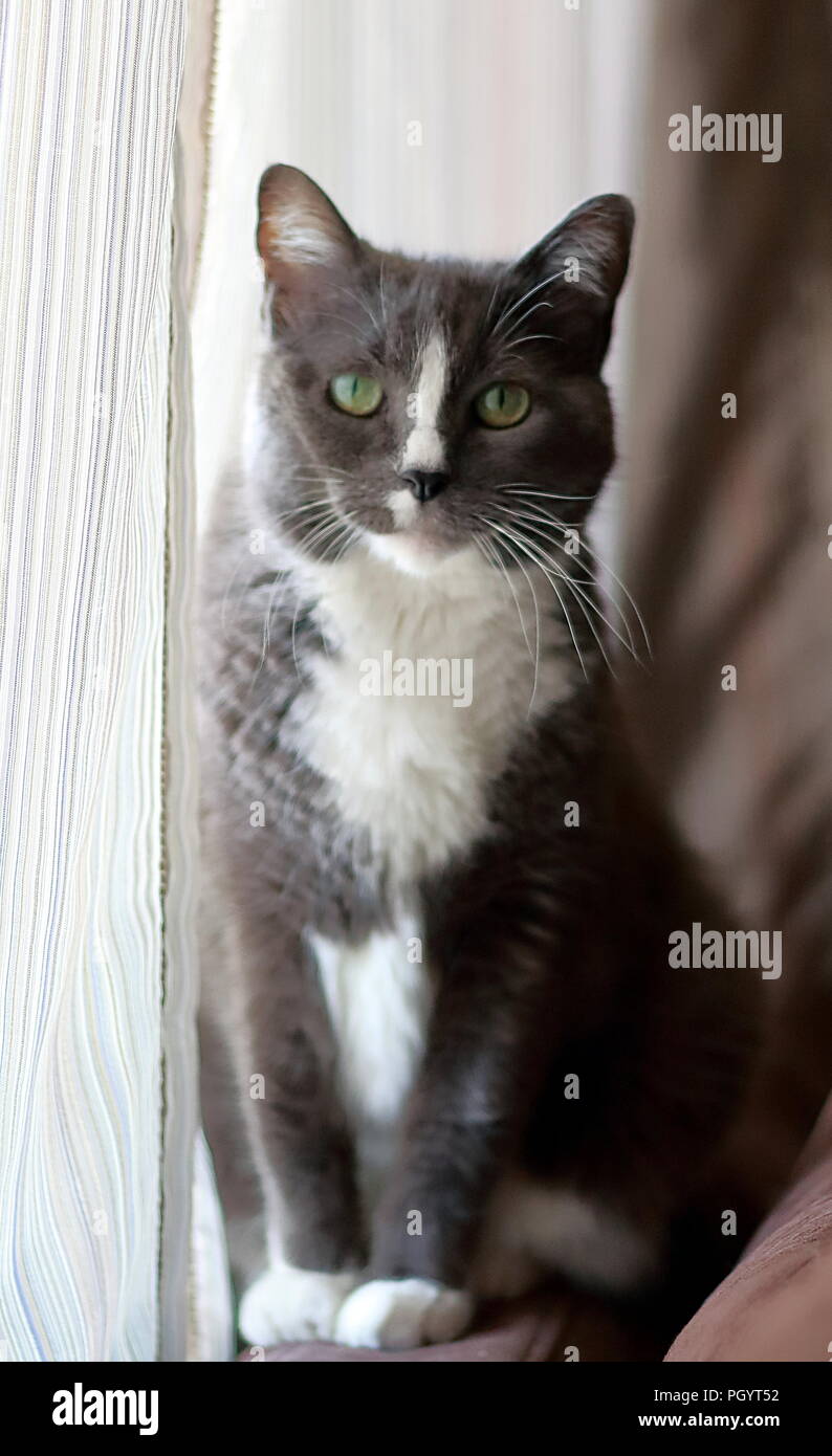 Cat with sad face hi-res stock photography and images - Alamy