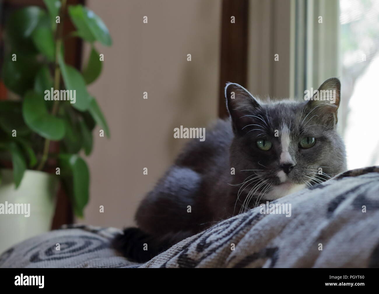 Cat sad hi-res stock photography and images - Alamy