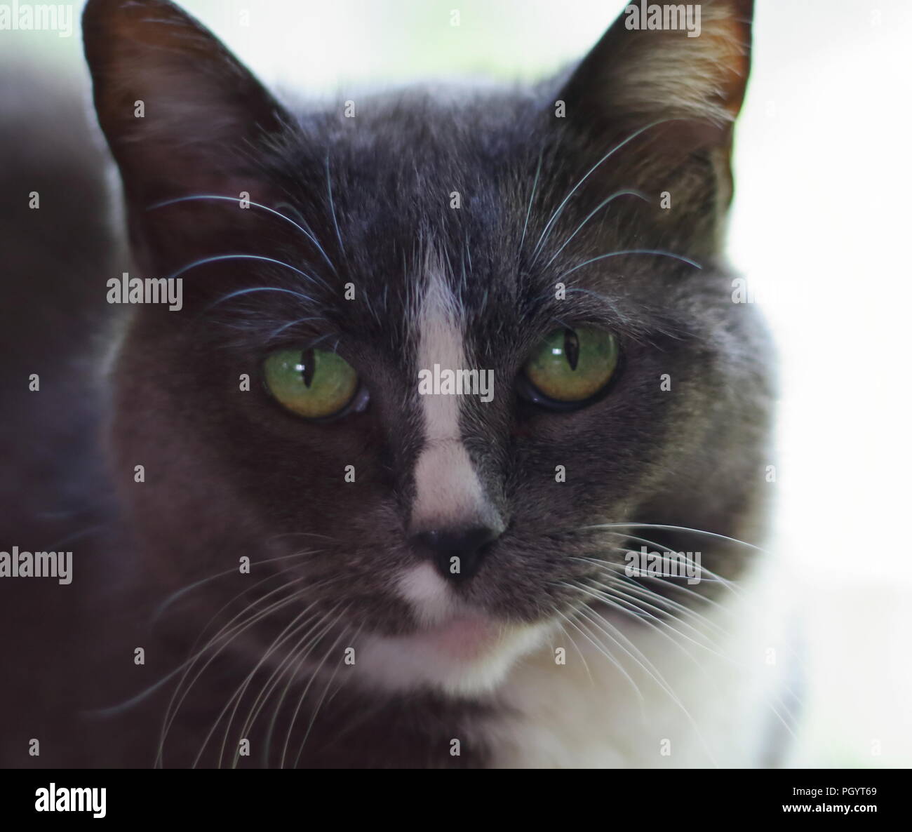 Cat with sad face hi-res stock photography and images - Alamy