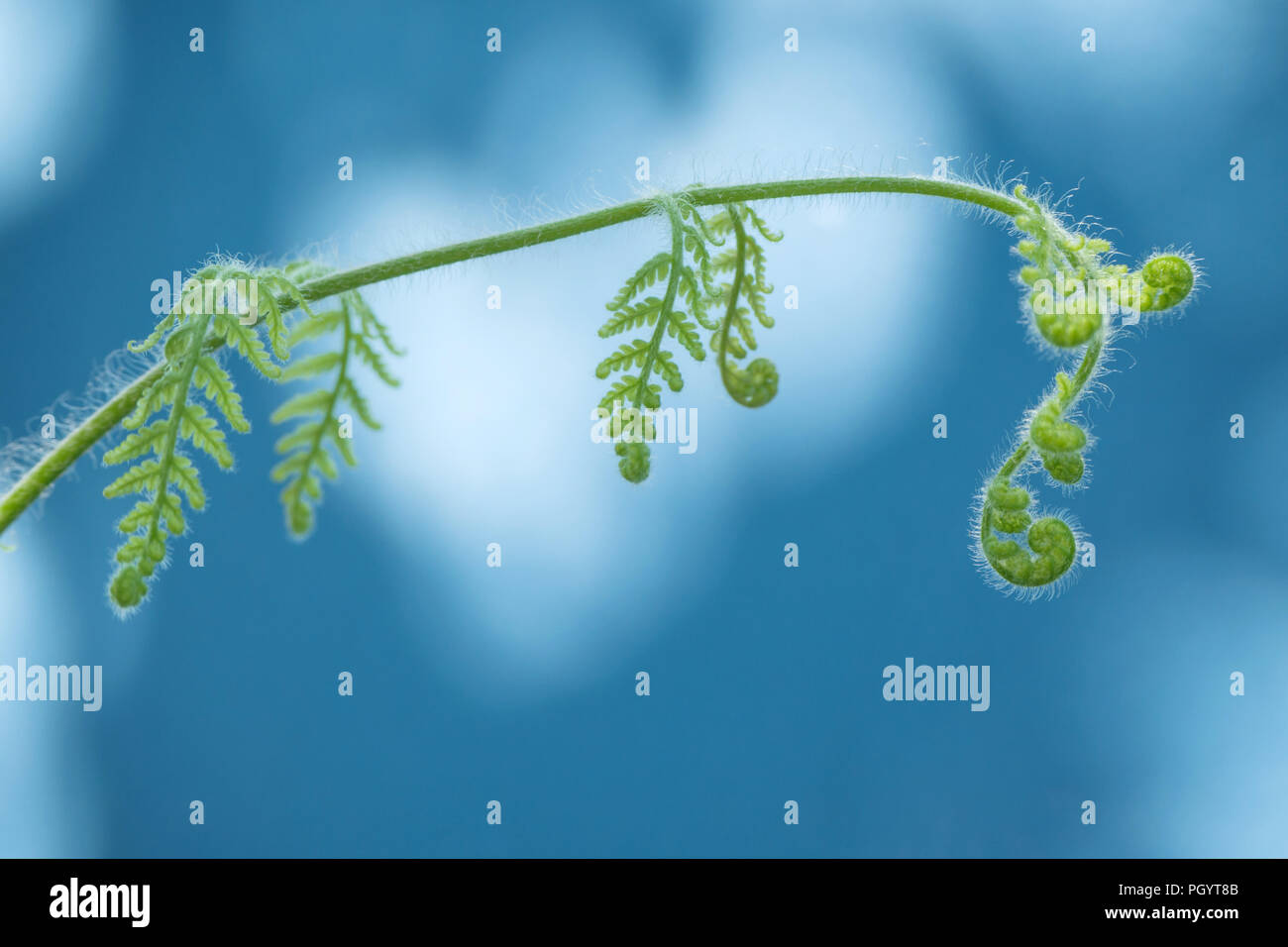 close up fresh circinate venation of young green stem fern leaves with ...
