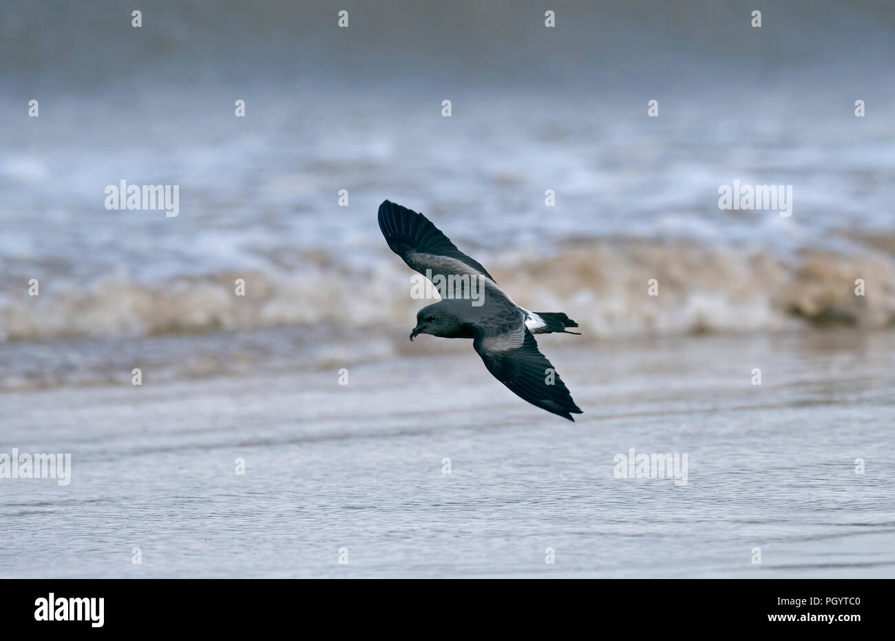 Leach's storm petrel hi-res stock photography and images - Alamy