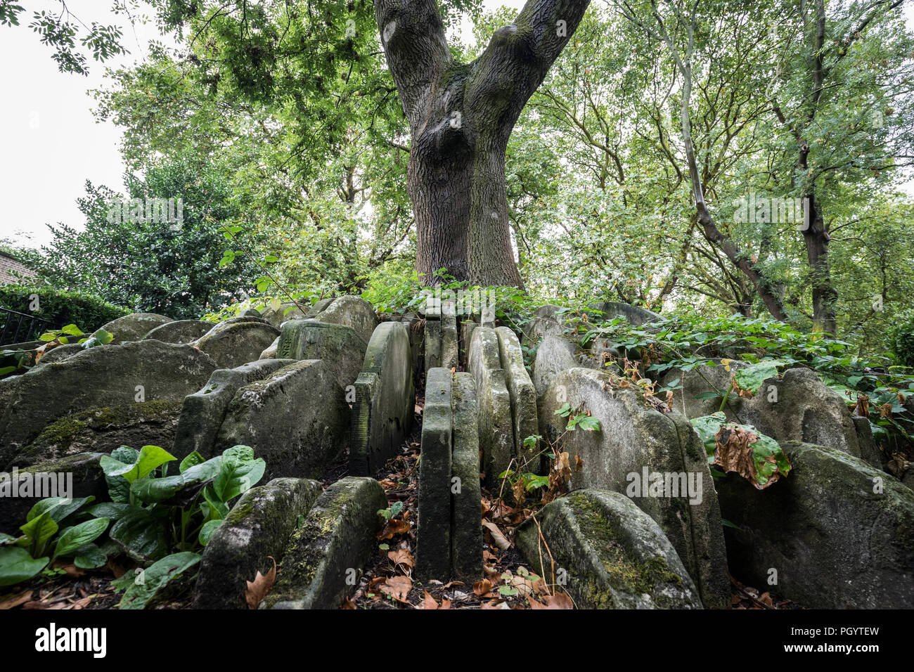 The Hardy Tree at St Pancras Old Church in Somers Town, London, UK ...