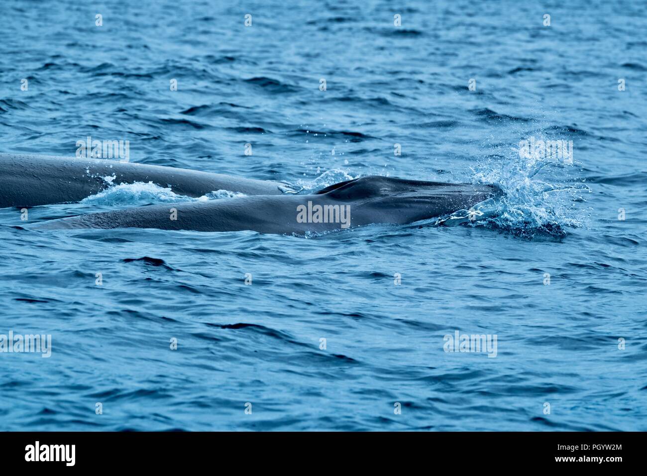 Cute Baby Blue Whales