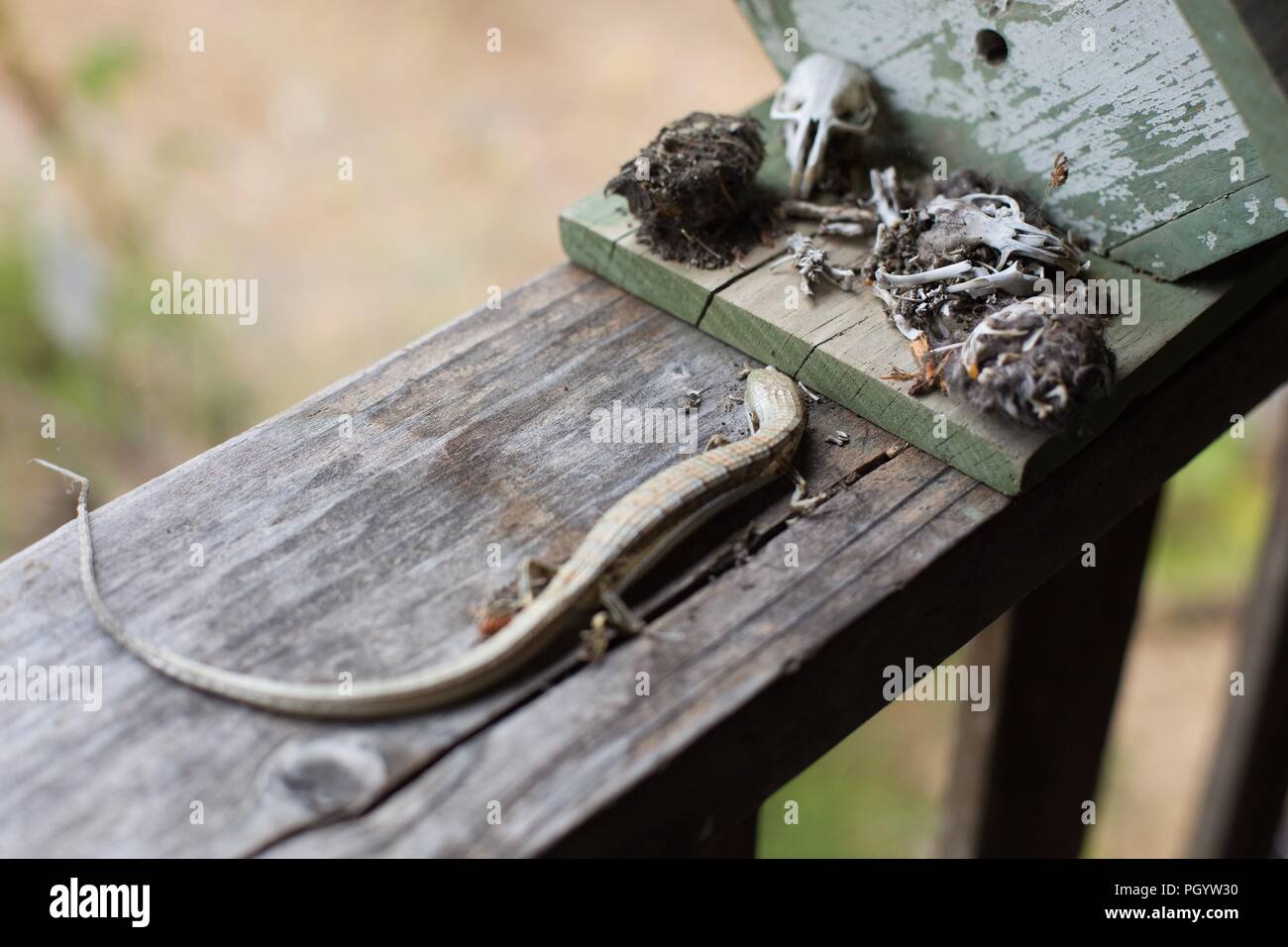 Dead lizard hi-res stock photography and images - Alamy