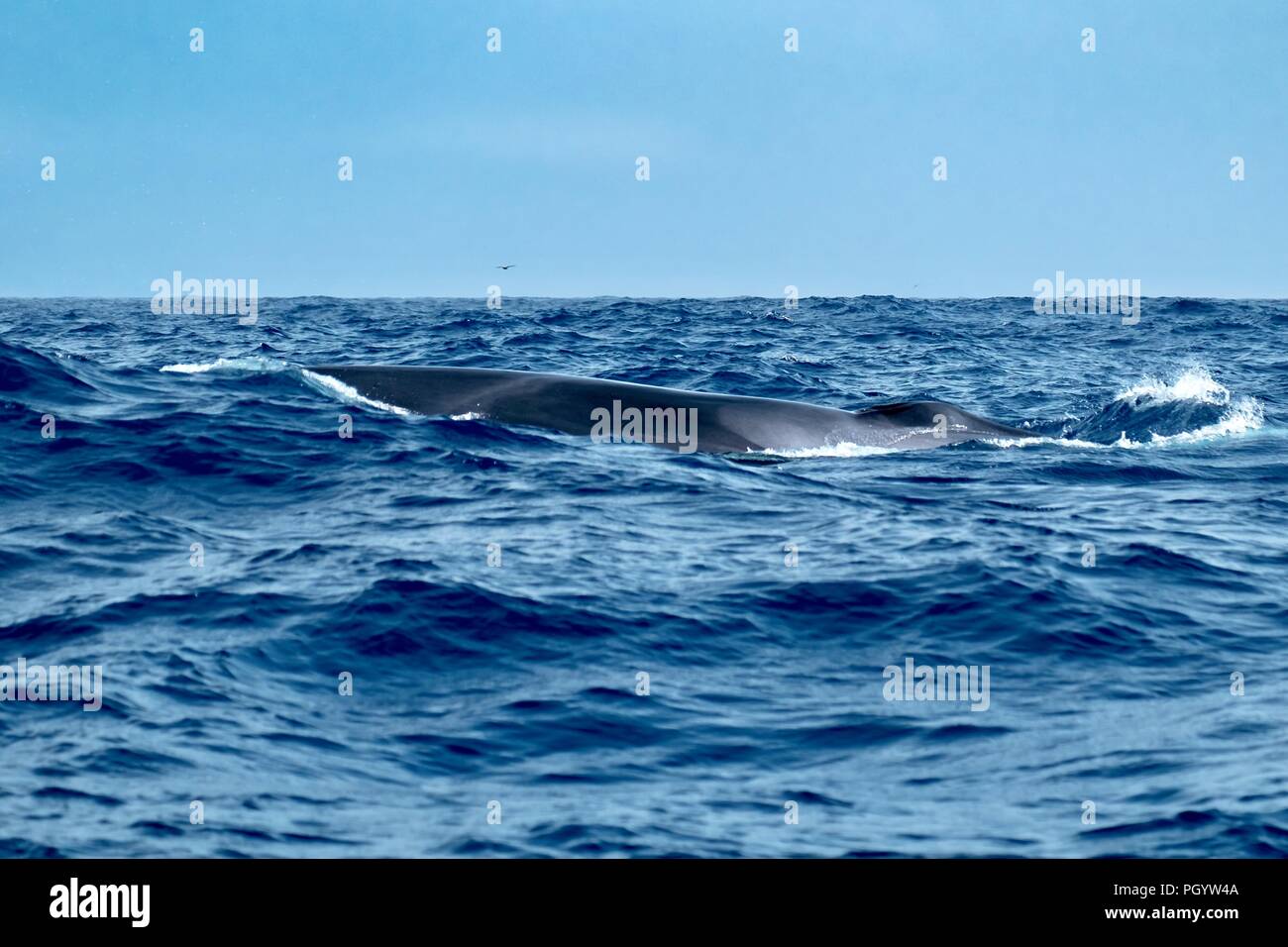 A graceful fin whale surfacing between the waves Stock Photo - Alamy