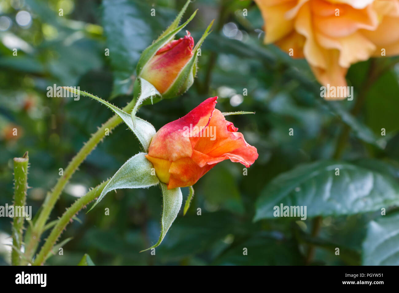 Orange rose in a garden during spring Stock Photo - Alamy