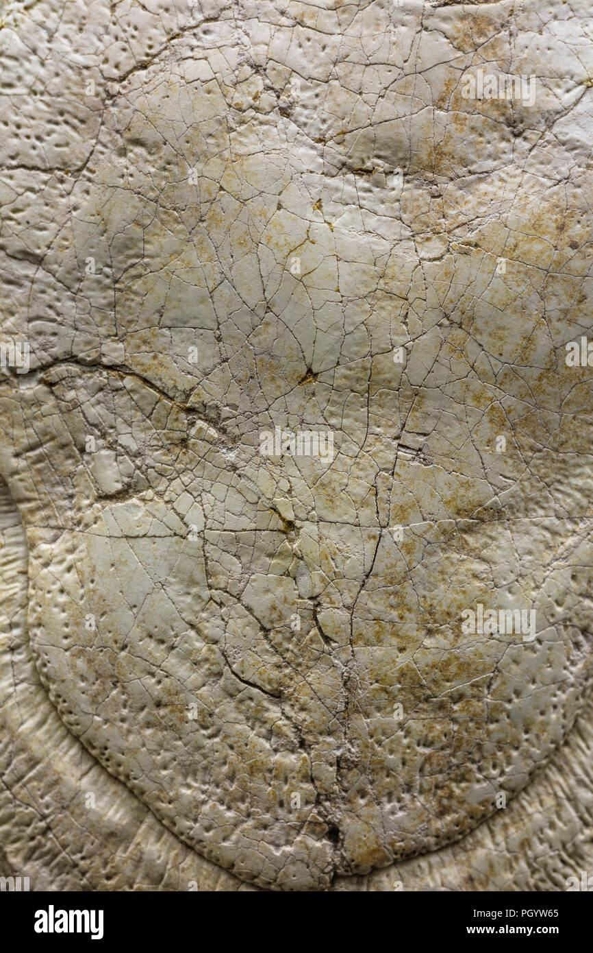 Moscow paleontological museum hi-res stock photography and images - Alamy