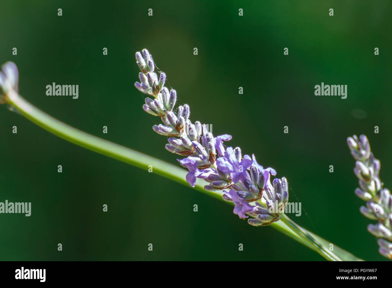 Purple lavender flowers in a garden during spring Stock Photo - Alamy