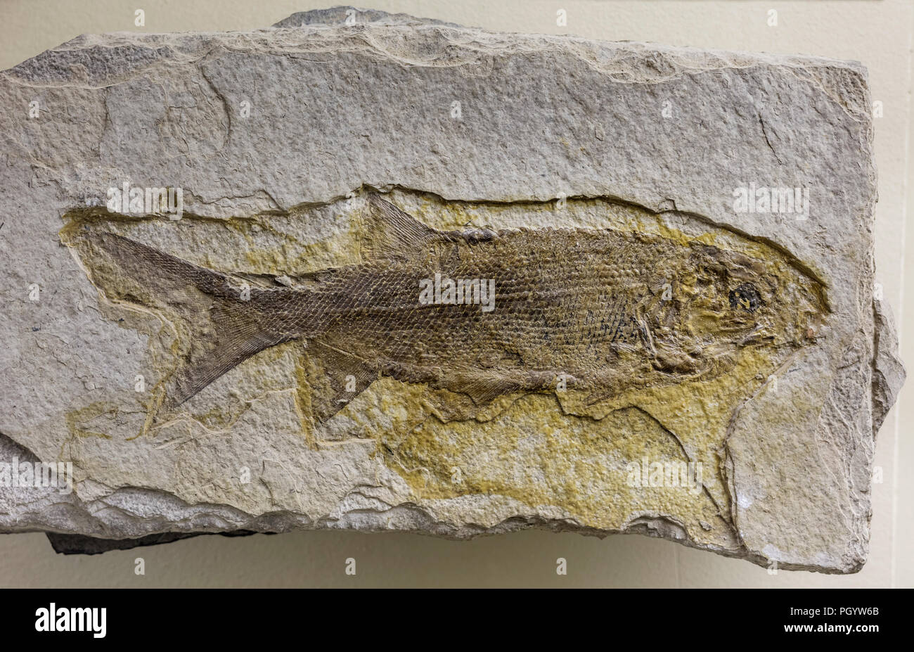 Museum dinosaur eastern hi-res stock photography and images - Alamy