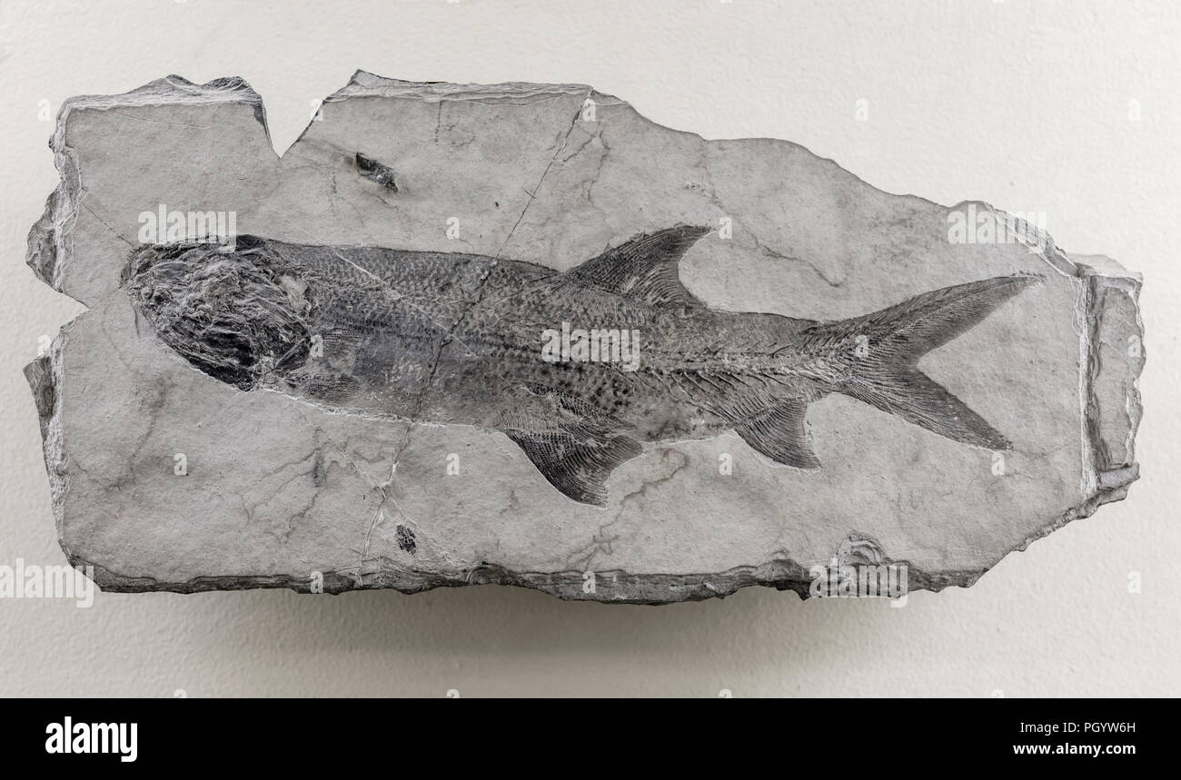 Prehistoric fish hi-res stock photography and images - Alamy