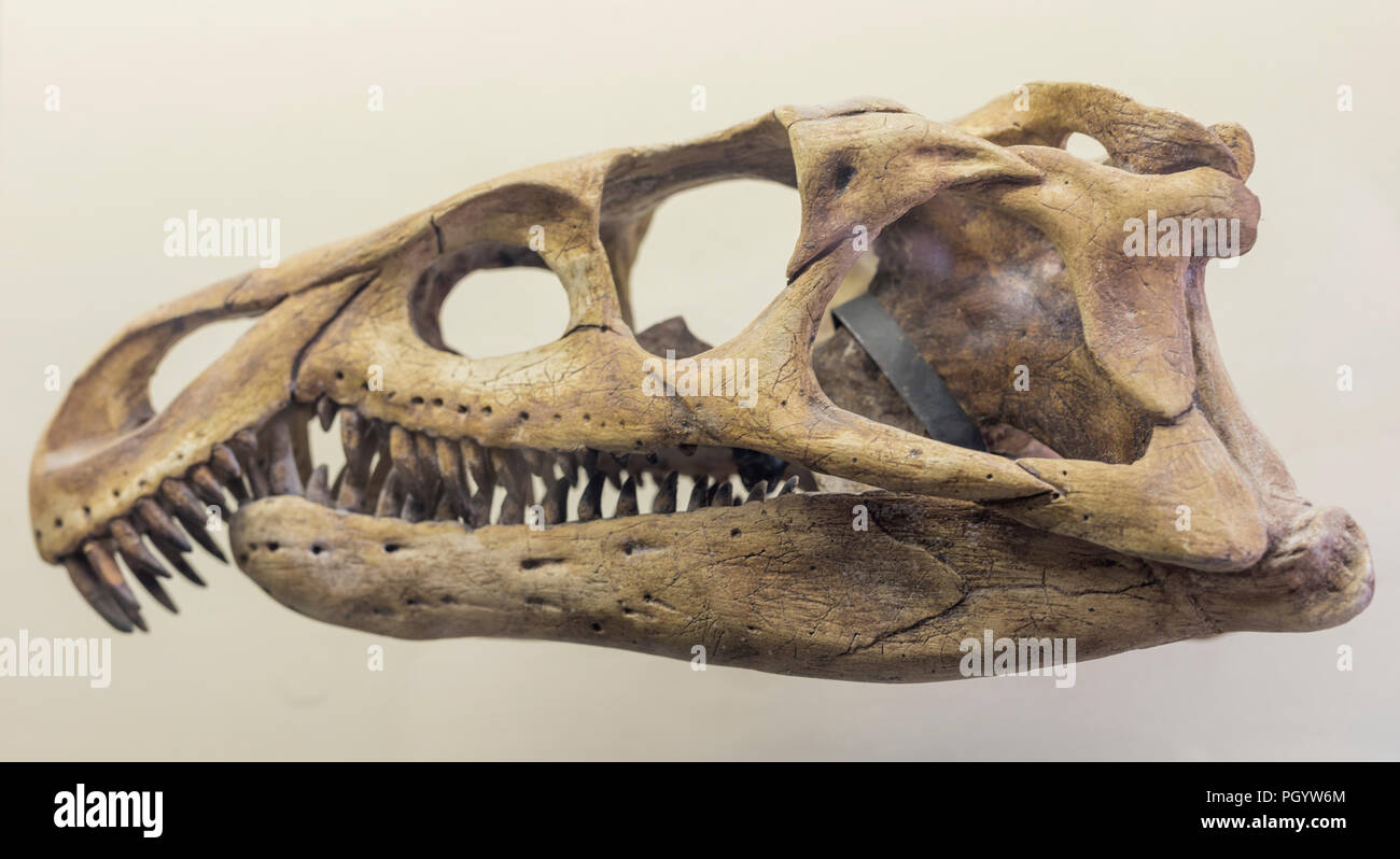 Archosaurus hi-res stock photography and images - Alamy