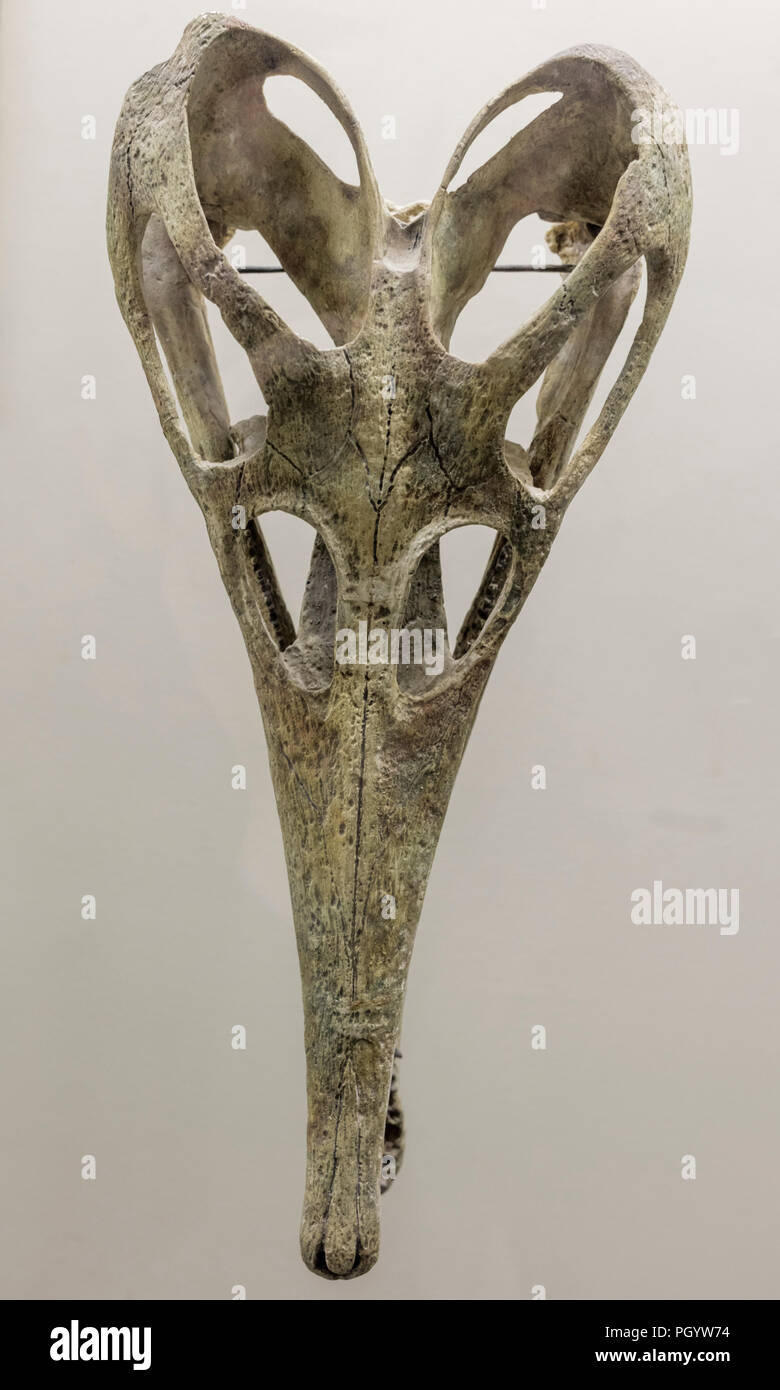 Skull of prehistoric animal, Moscow Paleontological Museum, Moscow ...