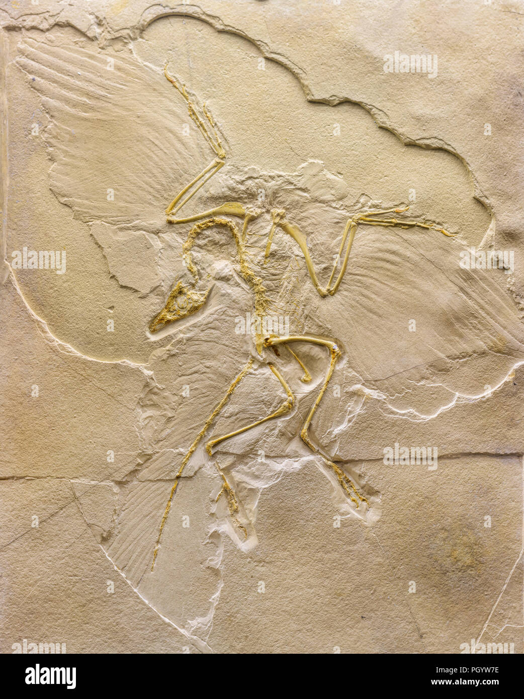 Archaeopteryx fossil hi-res stock photography and images - Alamy