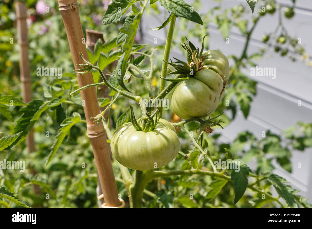 Orchard tomatoes hi-res stock photography and images - Alamy