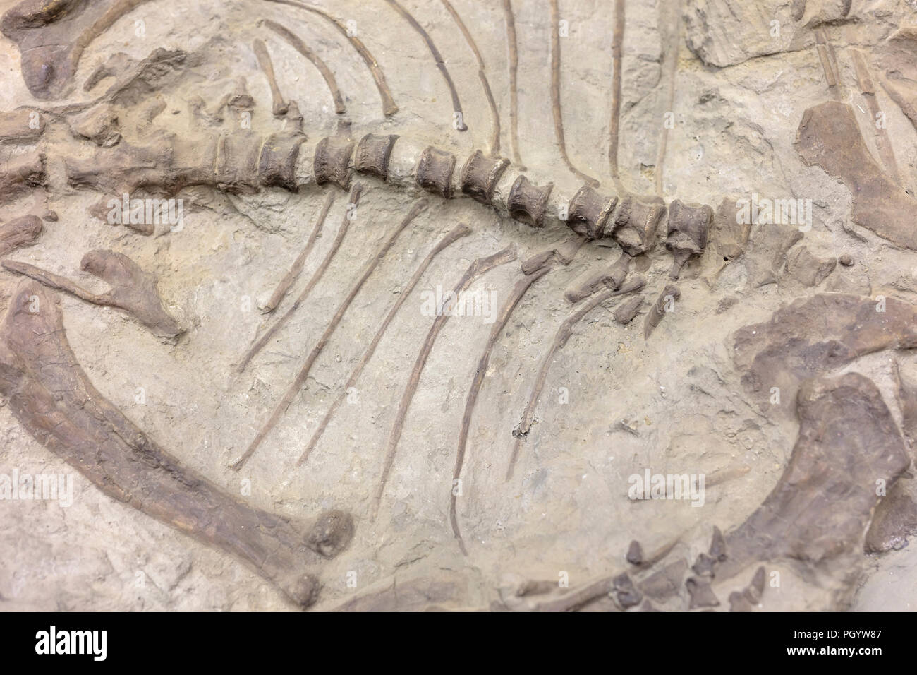 Leptoceratops Skeleton