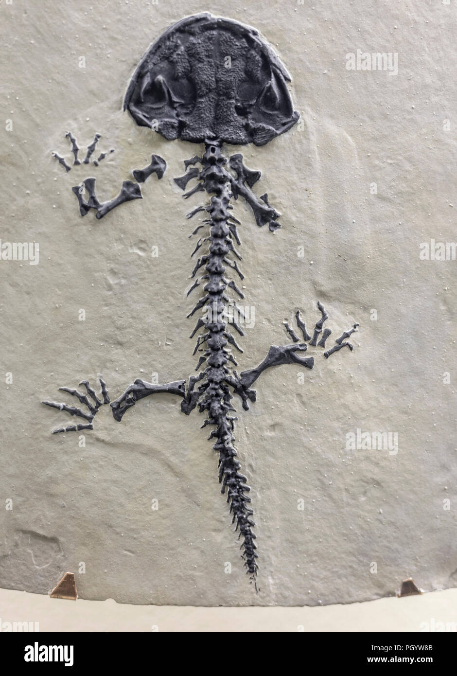 Skeleton of Salamander Karaurus sharovi, Moscow Paleontological Museum ...