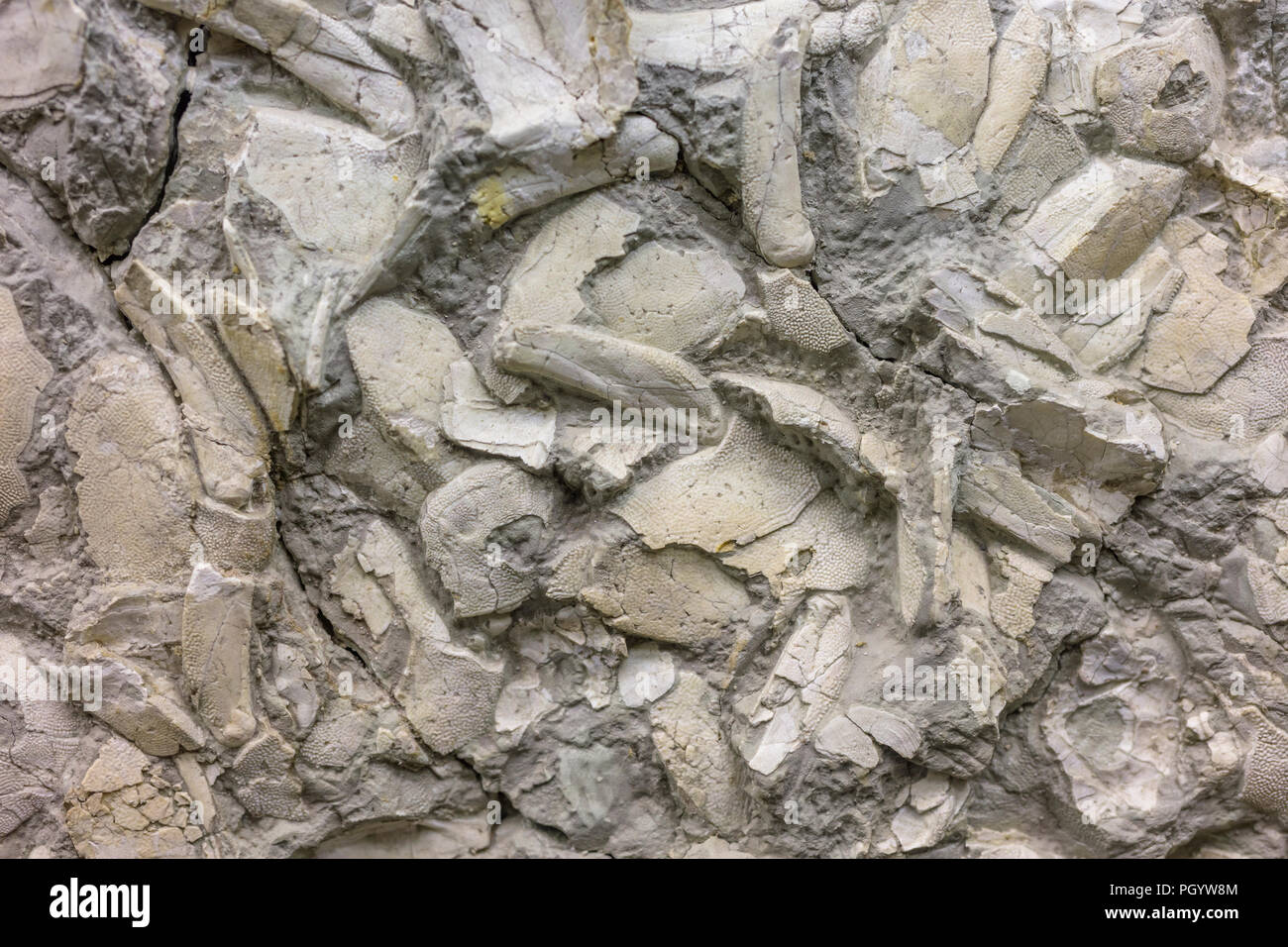 Moscow paleontological museum hi-res stock photography and images - Alamy