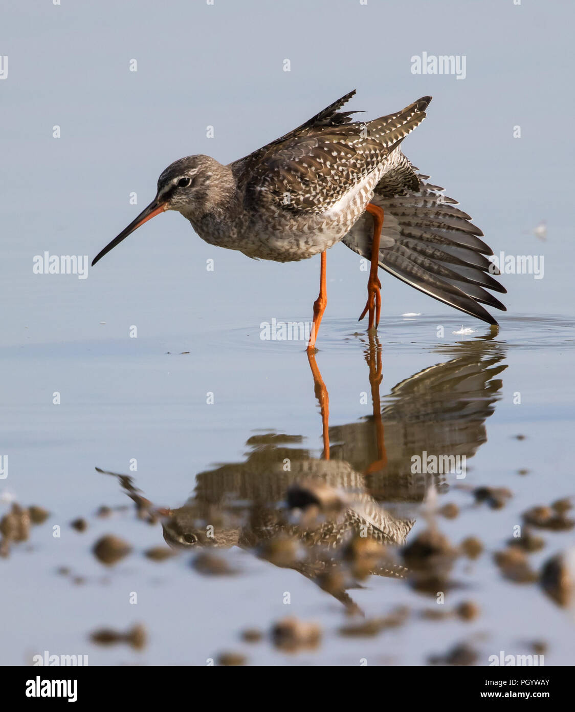 Redshank juvenile hi-res stock photography and images - Alamy