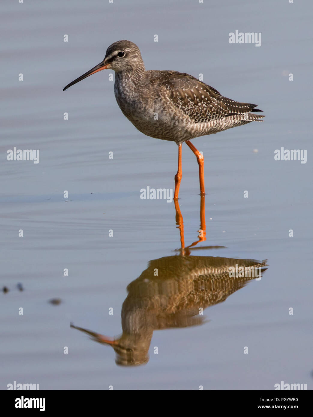 Spotted redshank juvenile hi-res stock photography and images - Alamy