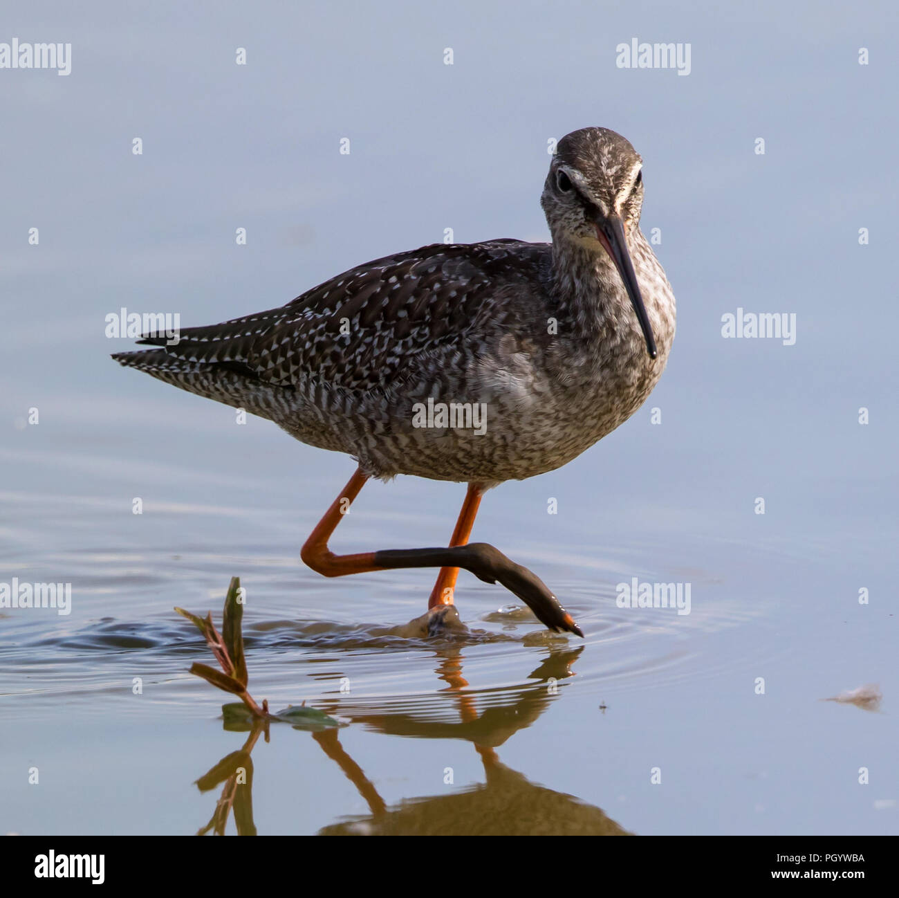 Redshank juvenile hi-res stock photography and images - Alamy