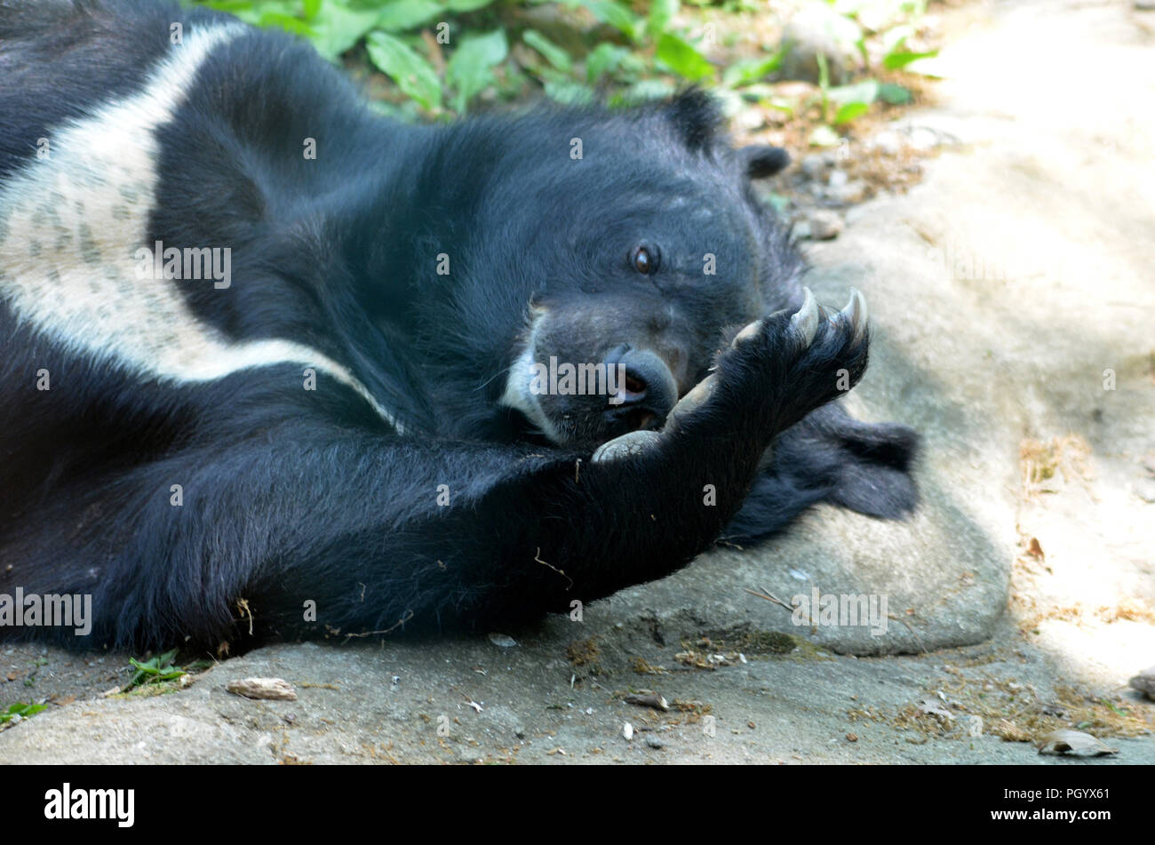 Sun bear with a large paw with claws scratching his nose Stock Photo ...