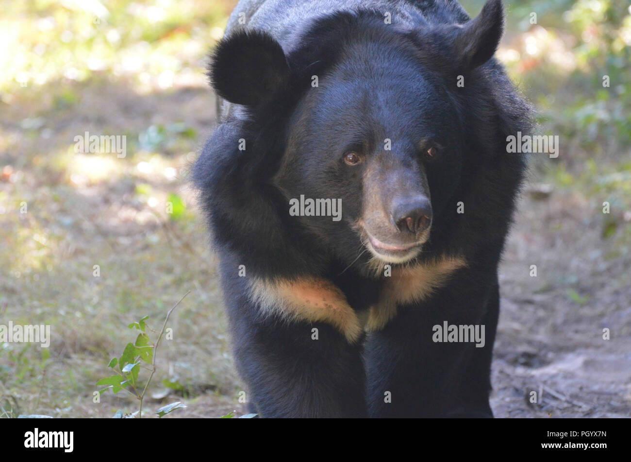 Malayan sun bear walking hi-res stock photography and images - Alamy