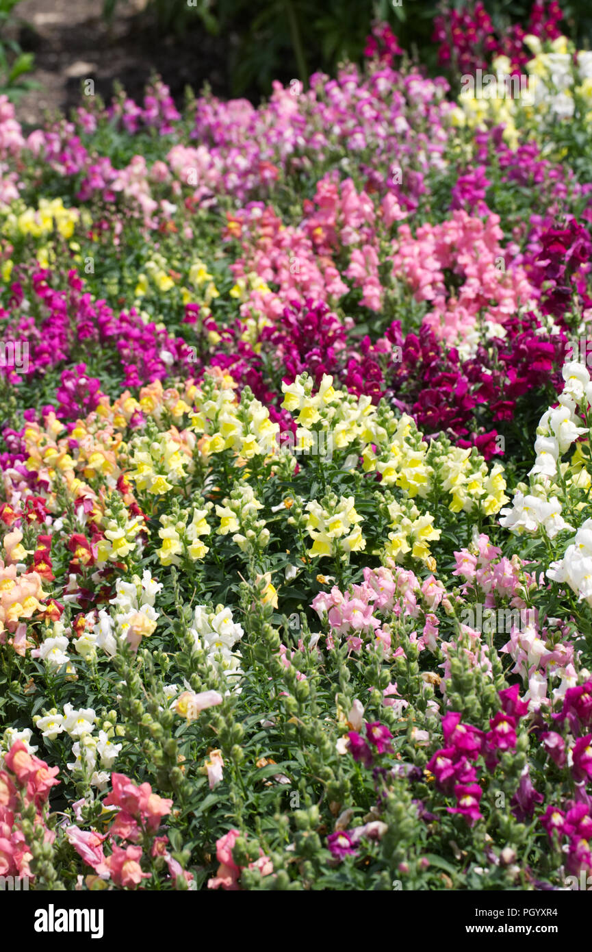 Antirrhinum snapdragons hi-res stock photography and images - Alamy