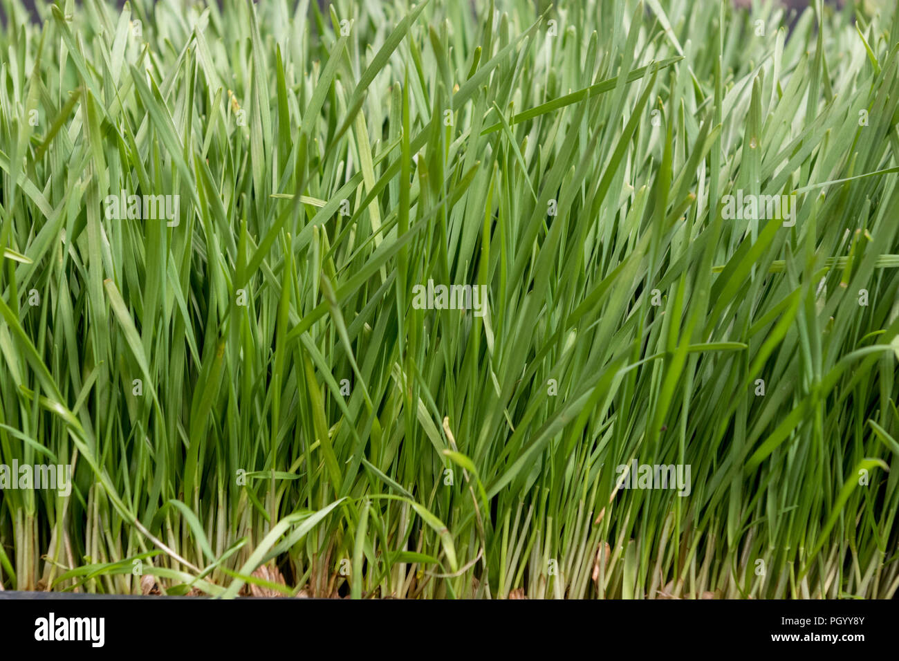 fresh growing wheatgrass Stock Photo - Alamy