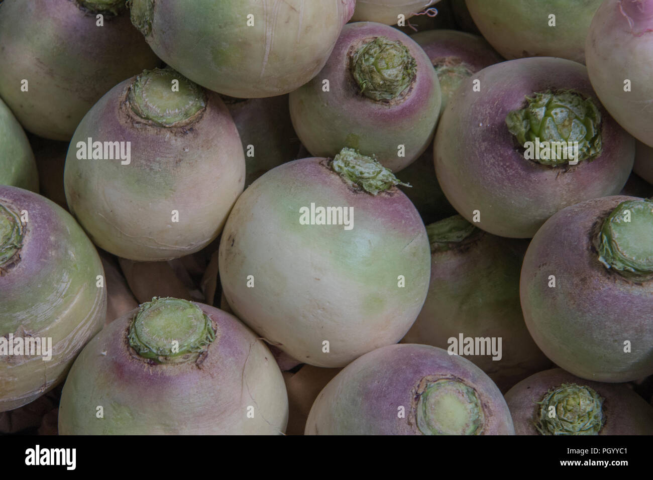 a number of freshly picked turnips together for sale making a pattern ...