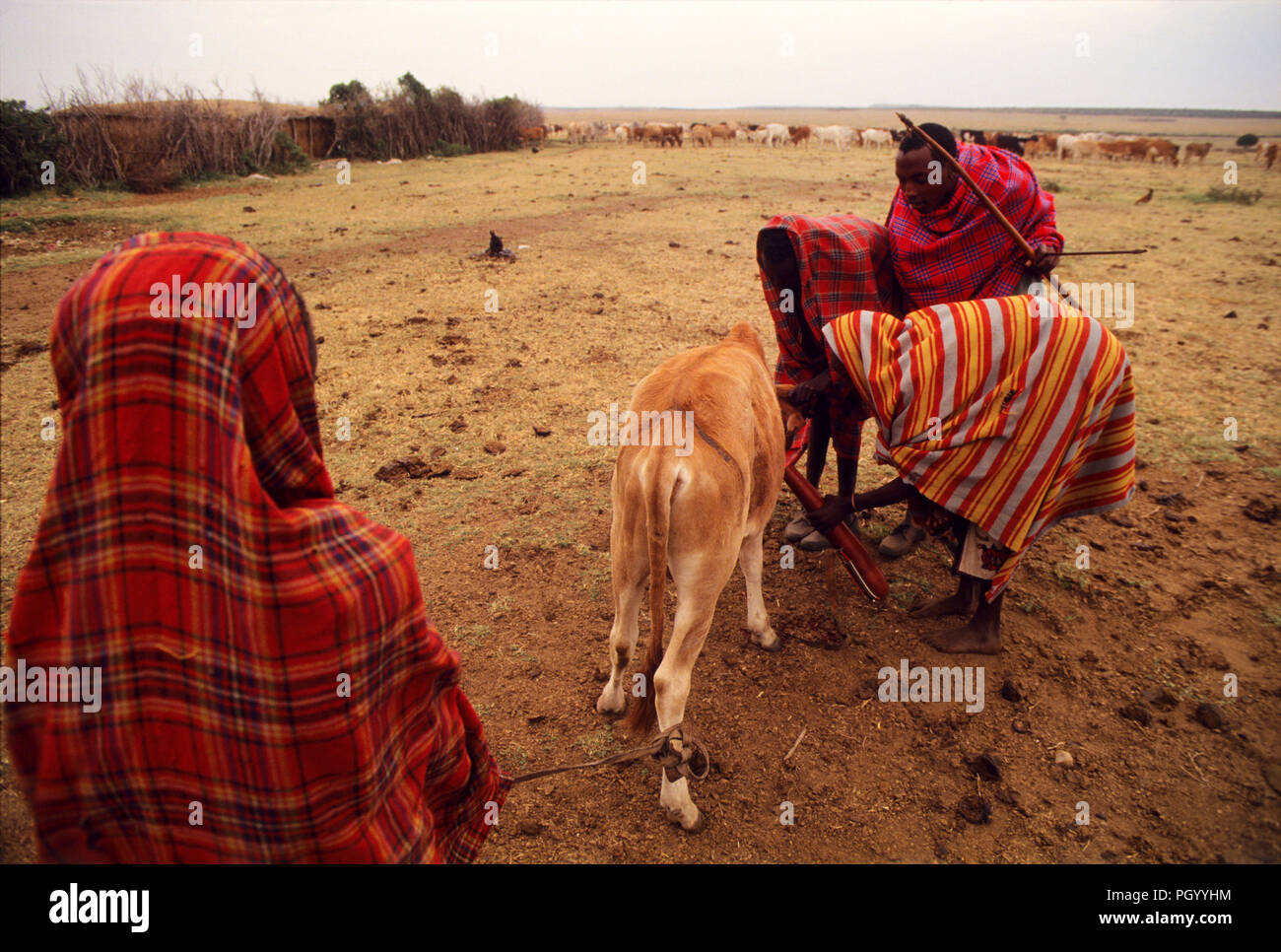 Masais taking blood from a cow jugular, Masai Mara National Reserve ...