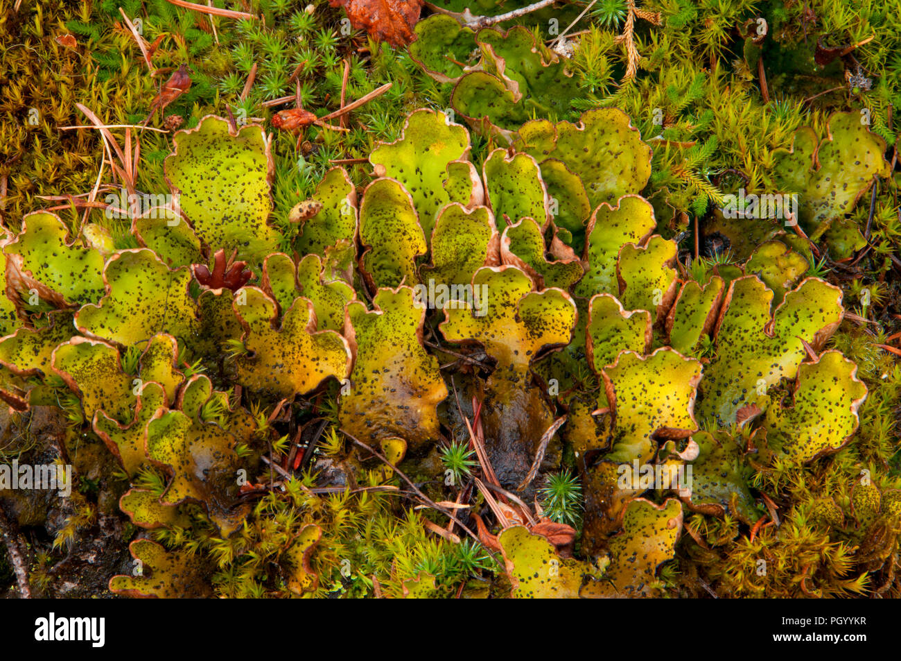 Lichen along Cascade Falls Trail (Iron Mountain Road), St Regis ...